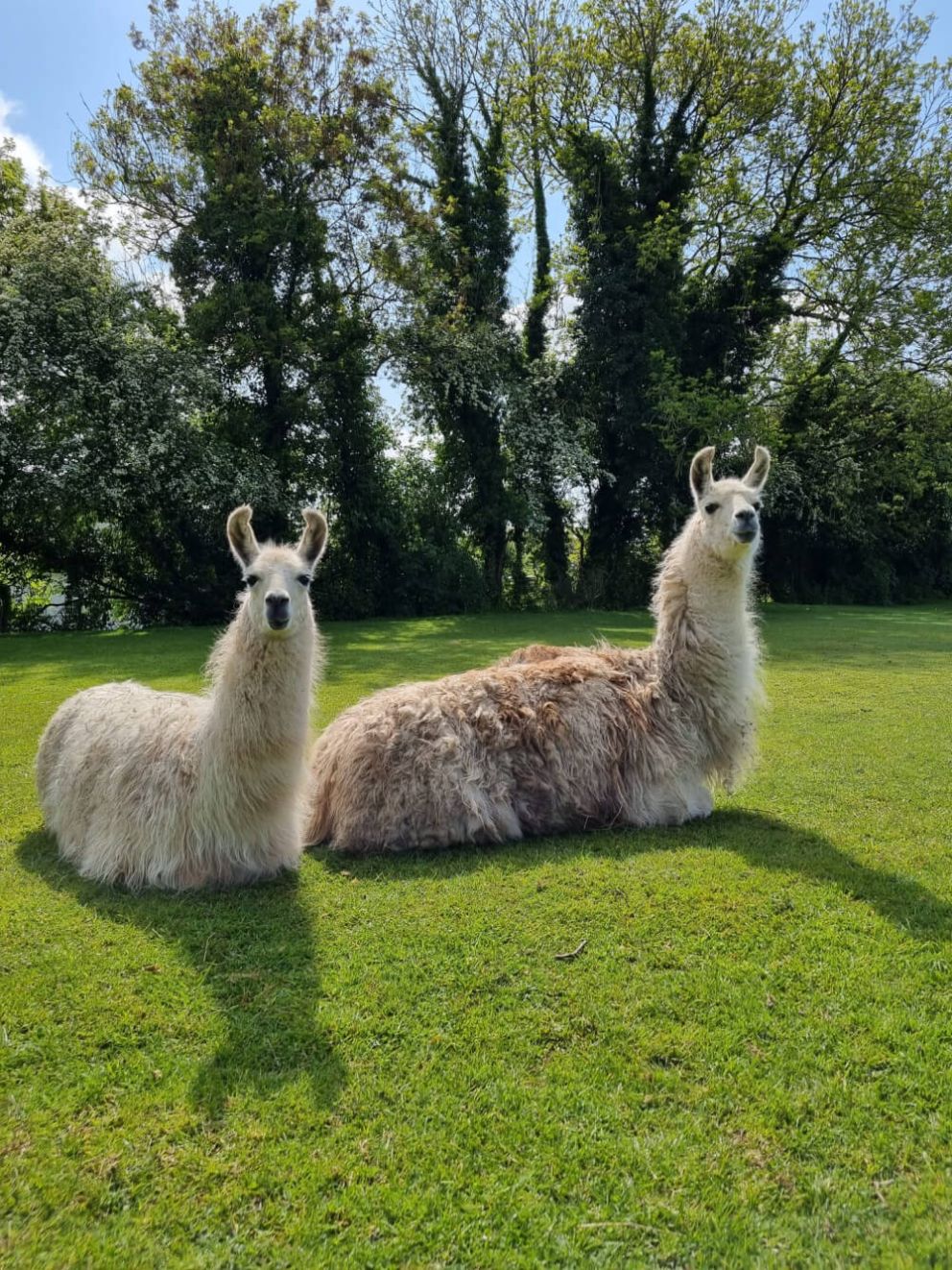 WELCOME TO CLONFERT FARM